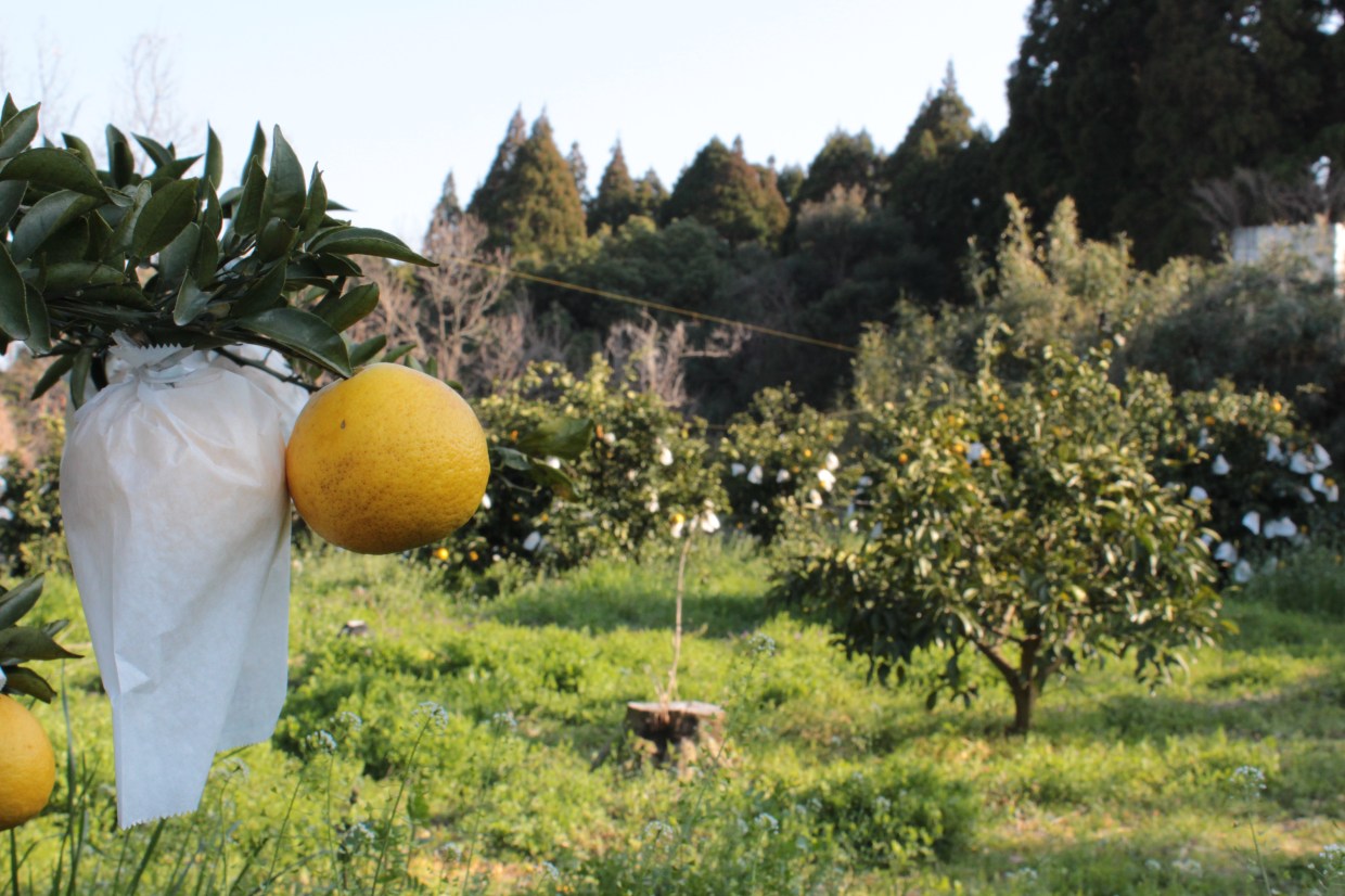 Miyazaki’s “summer” fruit is actually best enjoyed in spring